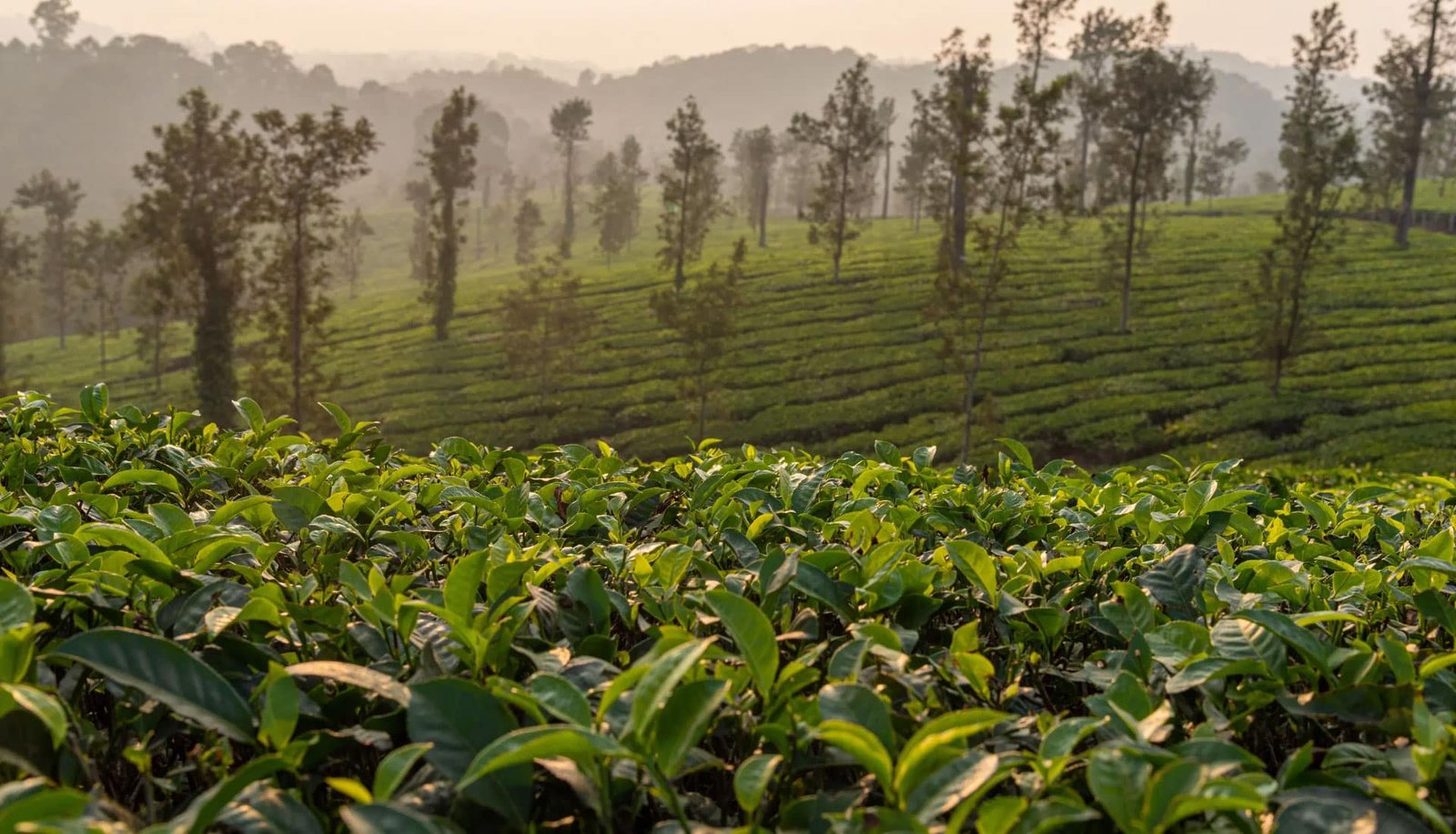 Tea Estates in Coorg | Tea Plantation in Coorg